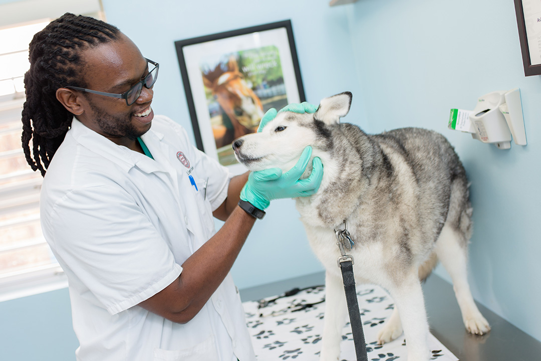 Explore SGU’s AVMA-Accredited Veterinary Programs
