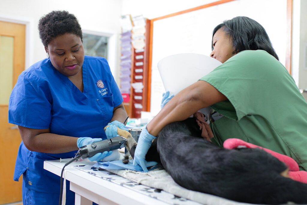 Explore SGU’s AVMA-Accredited Veterinary Programs