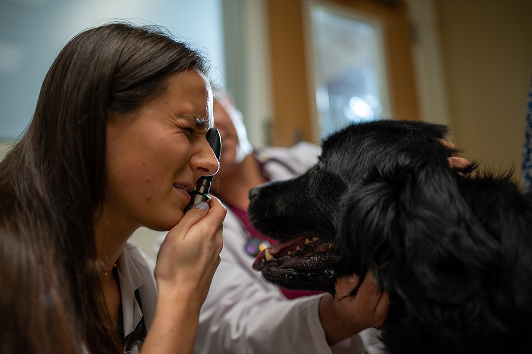 4-Year DVM Program | Hands-On Veterinary Training at SGU
