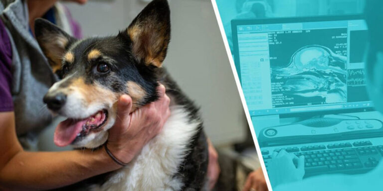 Veterinary Neurology: Examining This Specialty - St. George’s University