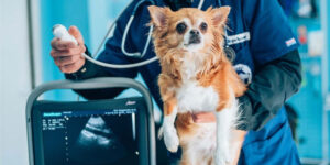 What Is Veterinary Radiology? An Inside Look at This Specialty - St ...